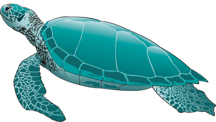 5 Fun Facts About Tortoises - Orange Marigolds